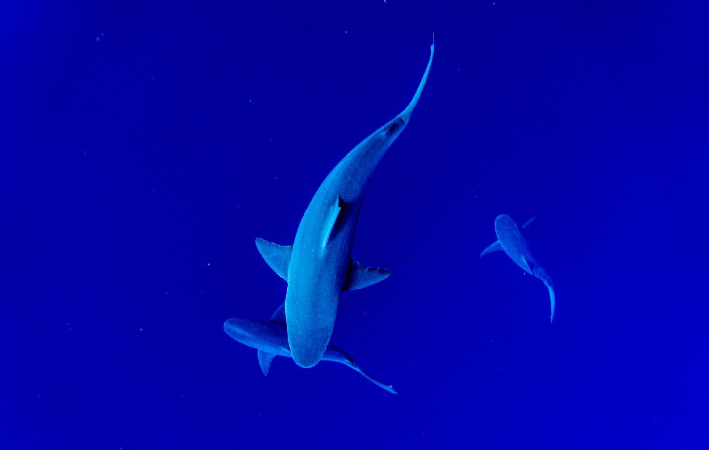 Morski psi i raže u Sredozemlju su u opasnosti, u Jadranskom moru situacija je kritična ...